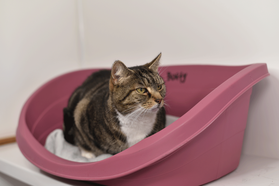 Greenside Boutique Cattery - Luxury Cattery at Stansted|CM6