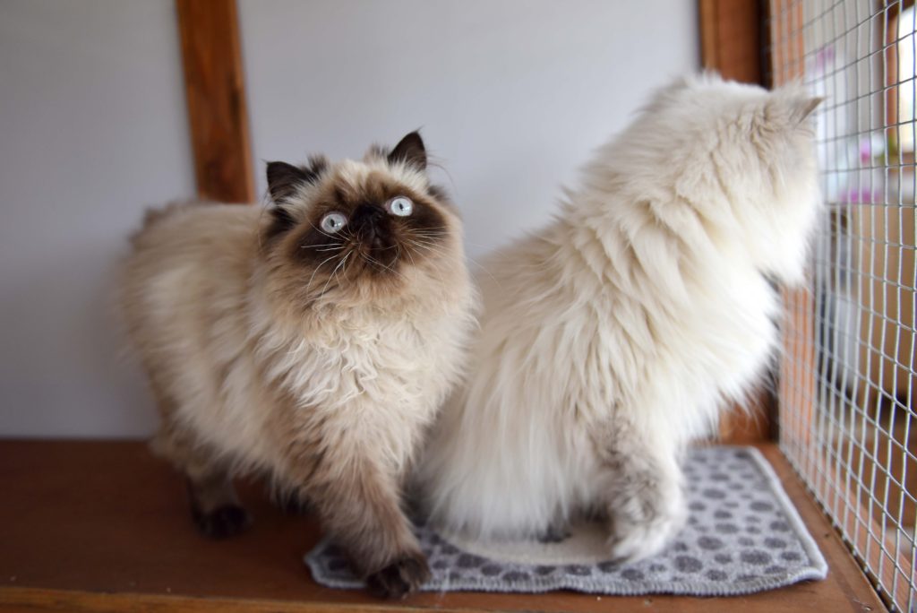 Photo Gallery - Greenside Boutique Cattery at Essex