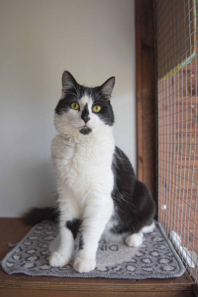 Photo Gallery - Greenside Boutique Cattery at Essex