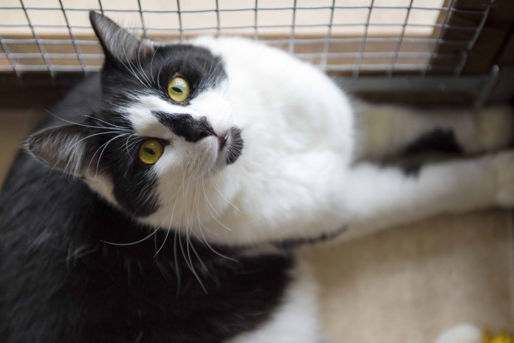 Photo Gallery - Greenside Boutique Cattery at Essex